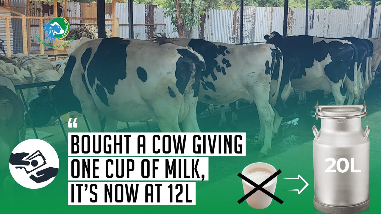Dairy Transformation 3; Bought a cow doing 1L and have managed to get ...