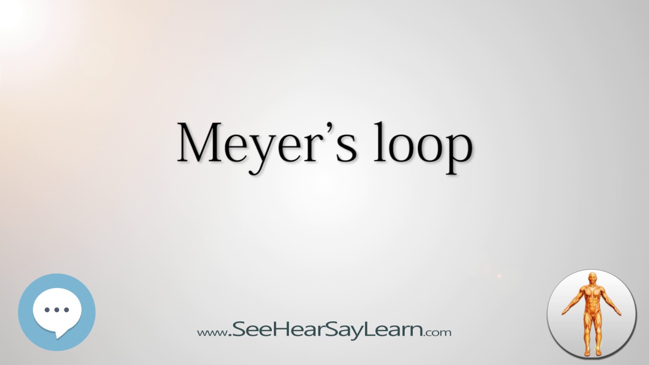 Meyer's loop Anatomy Named After People 🔊 - YouTube