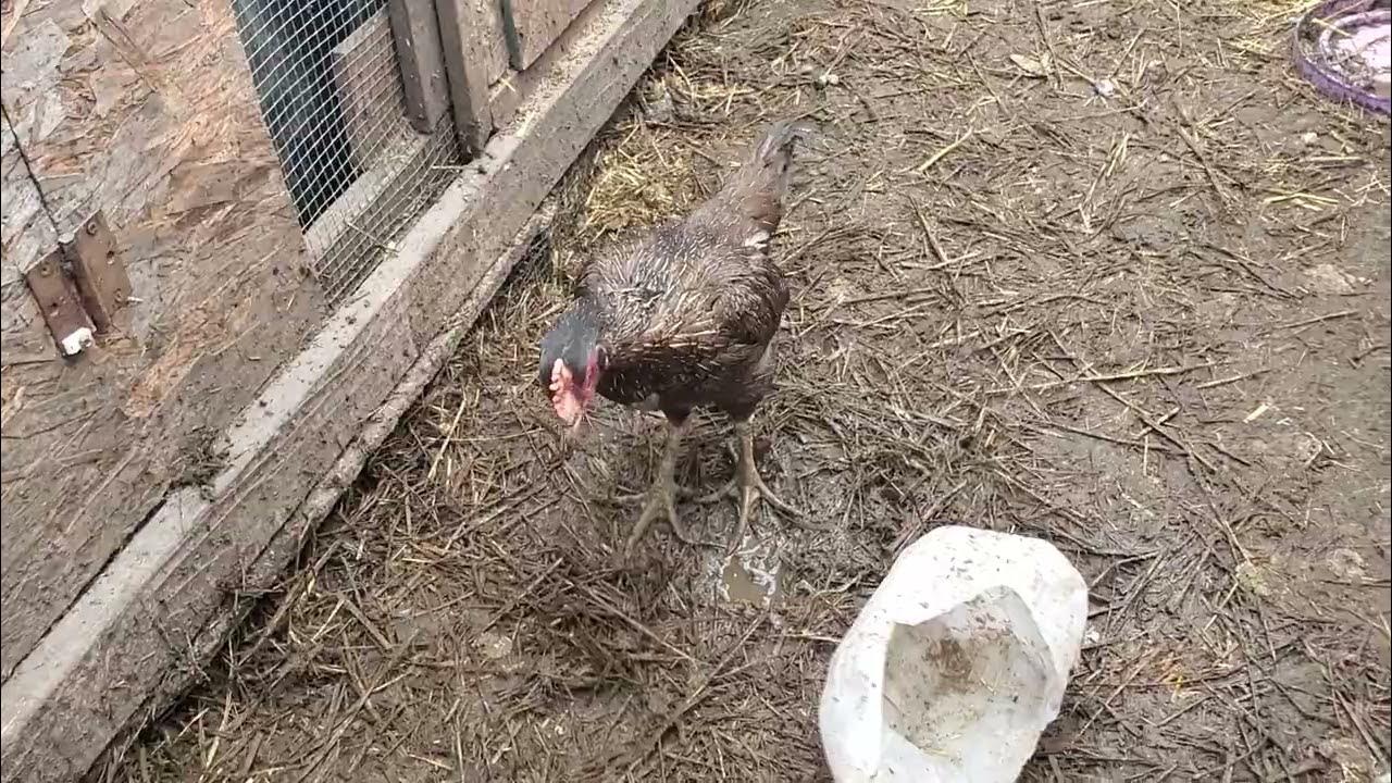 update kuv cov qaib pb thiab quab - YouTube