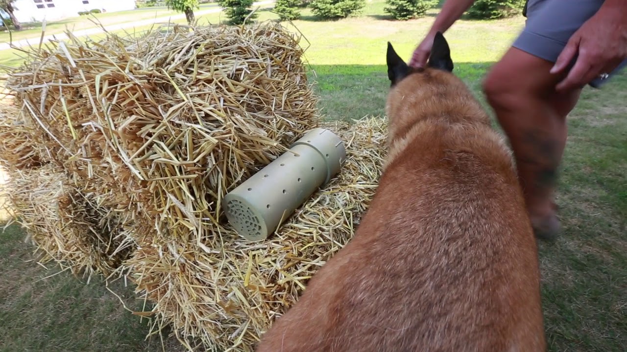 These dogs compete in barn hunting - YouTube