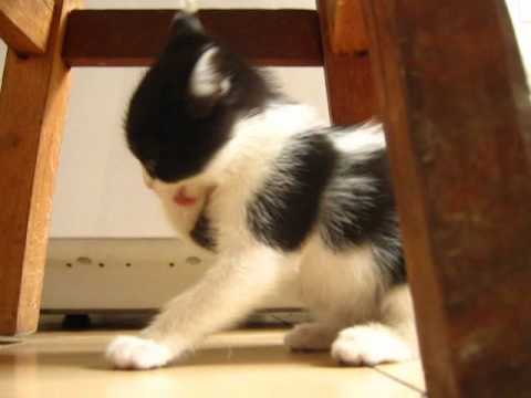 Ska-P - El Gato Lopez - YouTube