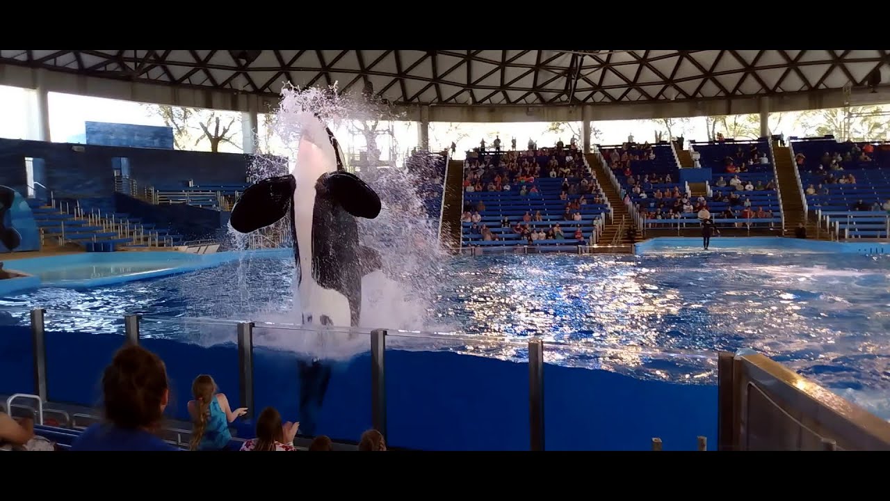 ORCA SHOW GOES WRONG! KAMEA DOES HER OWN THING! FULL SHOW 4/7/22 2:00 P ...