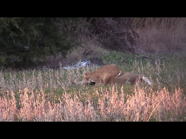 Bobcat Attack Deer