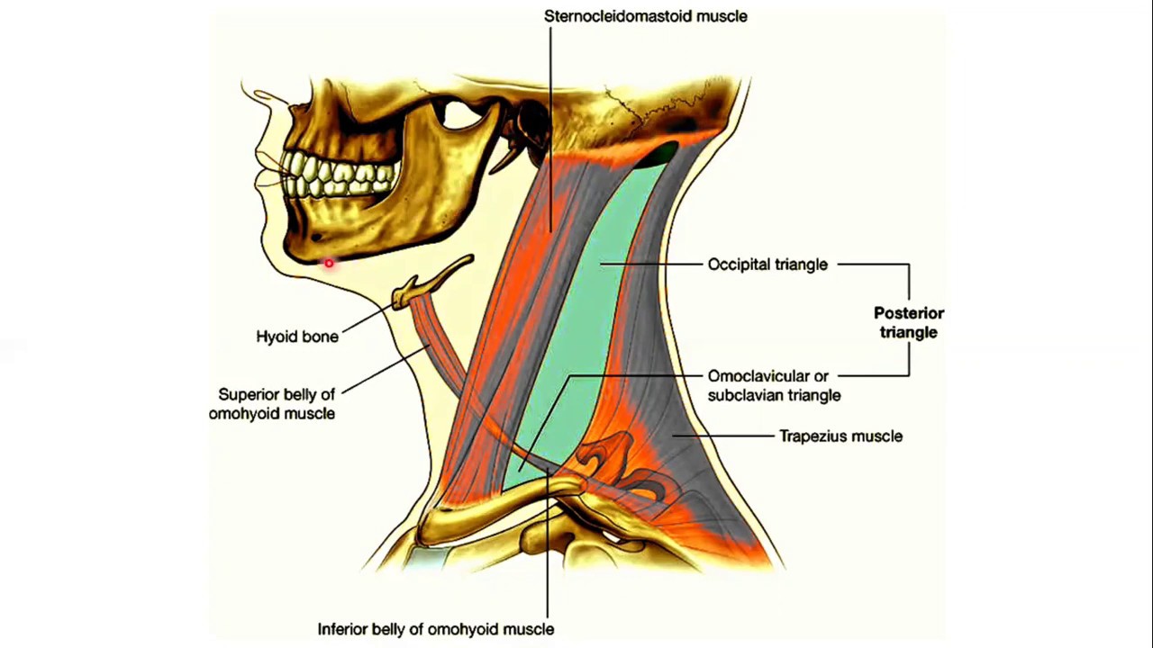 Omoclavicular Triangle