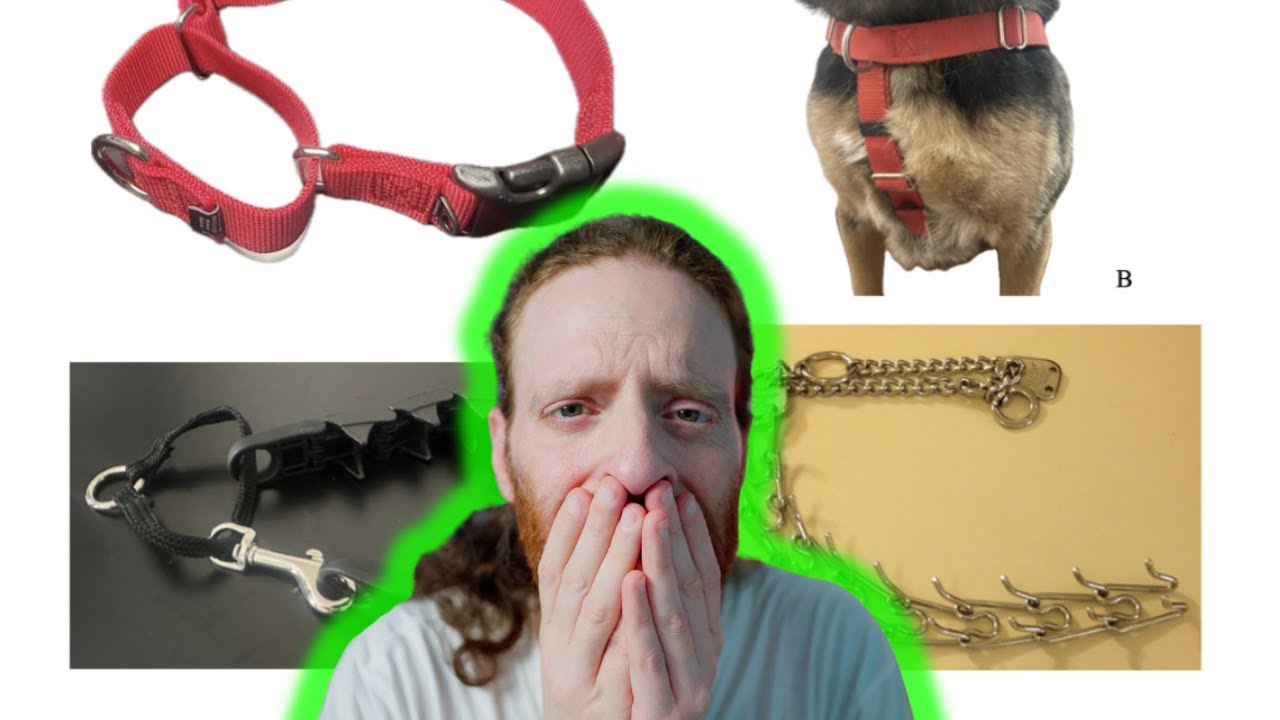 Does a NEW study show that Prong collars are BETTER than other tools ...