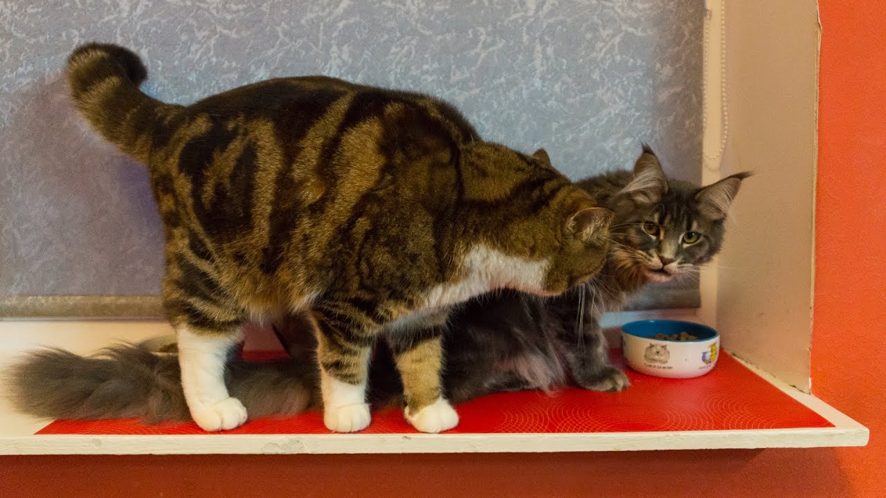 Maine Coon Muffin - Milk Thief - YouTube