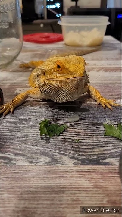 eat. your. vegetables! 😤#shorts #beardeddragon #lizard #beardie #reptile #pagona #CHONK - YouTube