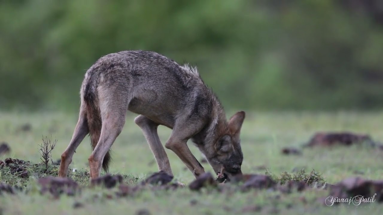 A Clever Wolf (Part 2) - YouTube