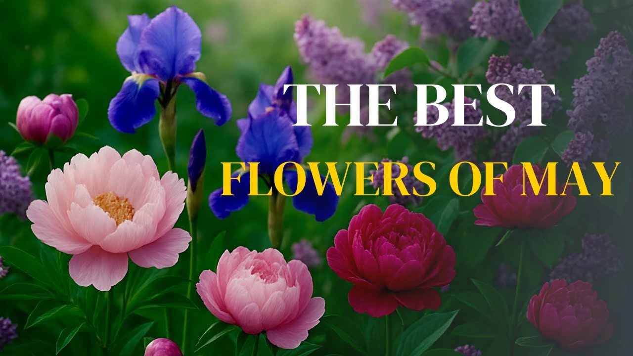 What Flowers Bloom in May? | Best Picks for a Stunning Spring Garden ...