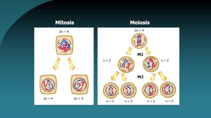 Fases De Mitosis Célula Vegetal