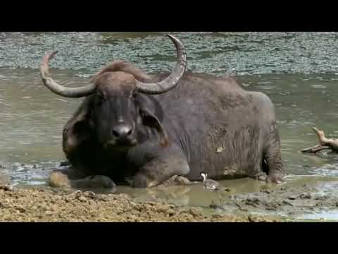 VAHŞİ YAŞAM SAFARİ BELGESELİ TR DUBLAJ HD