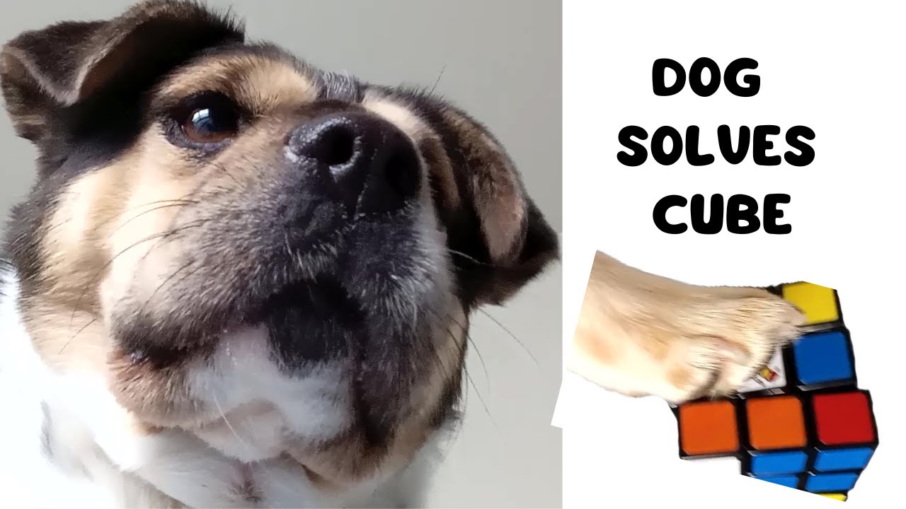 My Dog Solves Rubik's Cube - YouTube