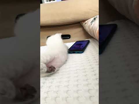 Telefonla oynayan yaramaz kedim😹😻🧿