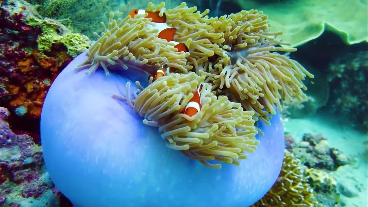 Best Colors of the Ocean Best Sea Animals for Relaxation & Calming ...