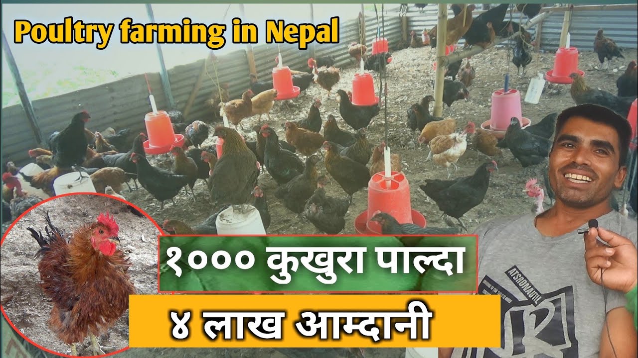 १००० कुखुरा पाल्दा ४ लाख आम्दानि - Poultry farming/rearing in Nepal ...