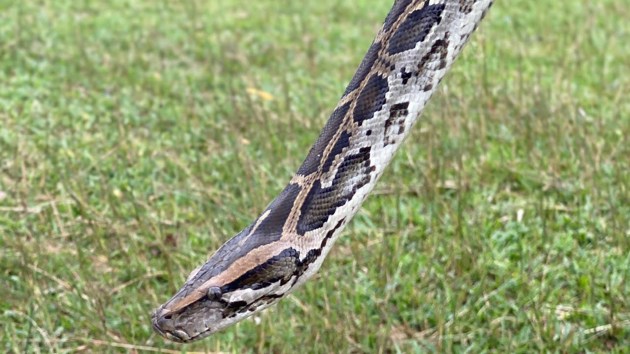 Big Asian Rock Python Vomits the eaten Chickens and Gets Rescued - YouTube