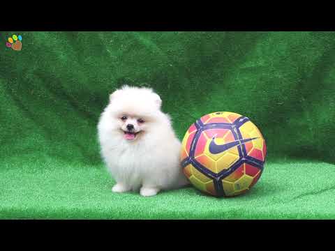 Beyaz rengiyle çok sevimli Pomeranian yavrumuz
