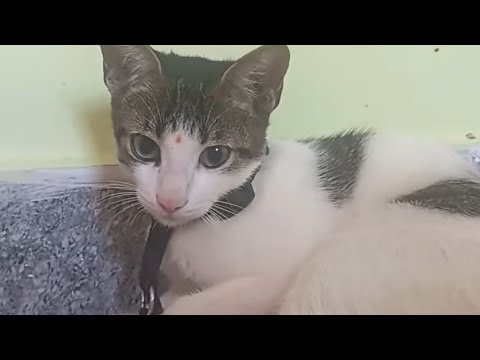 meow meow Mickey Karti meow meow - YouTube