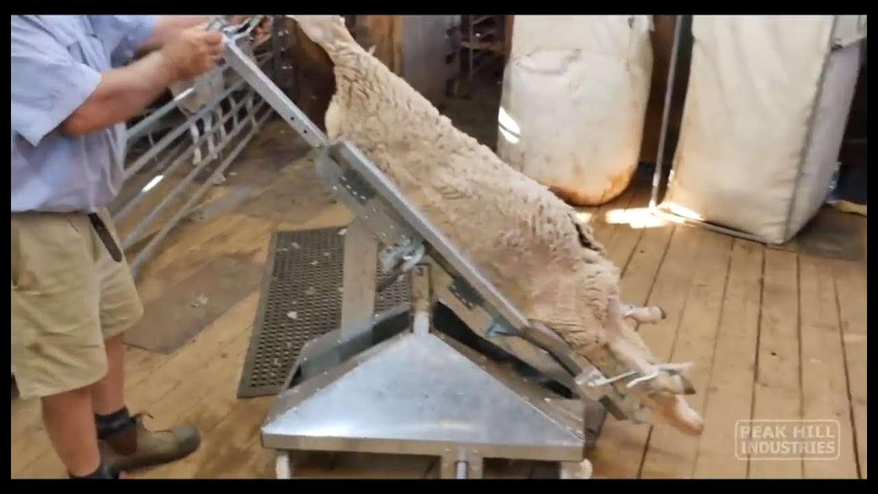 The SCARY Ways Humans Violate SHEEP - YouTube