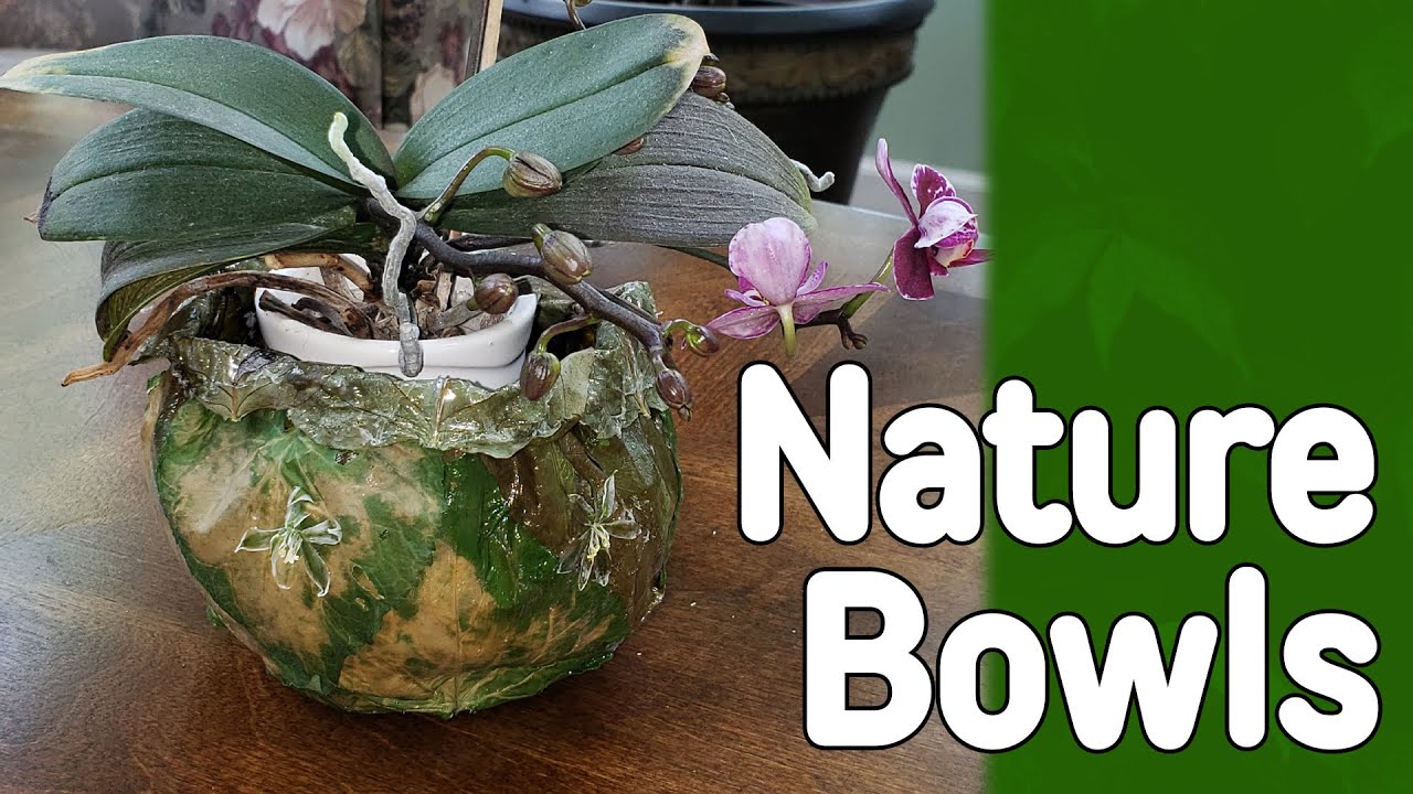 Make a Cool Nature Bowl with BCPL. - YouTube
