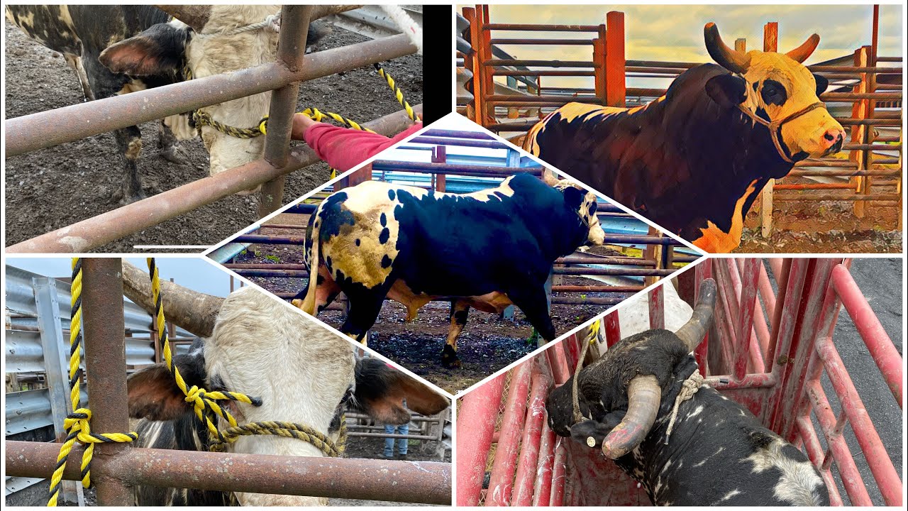 Engamarrando toros de reparo! Segundo Dia De Entrenamiento - YouTube