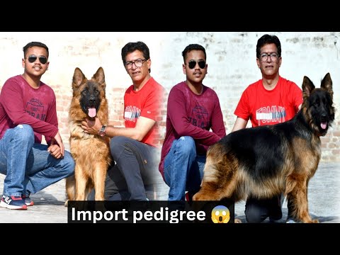 Amazing German shepherd 😱 kennel // German shepherd इतनी popular क्यों ...
