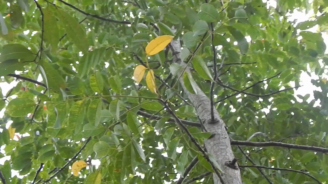 Ambazham INDIAN HOG PLUM- ayurvedic medicine for - stomach pain ...