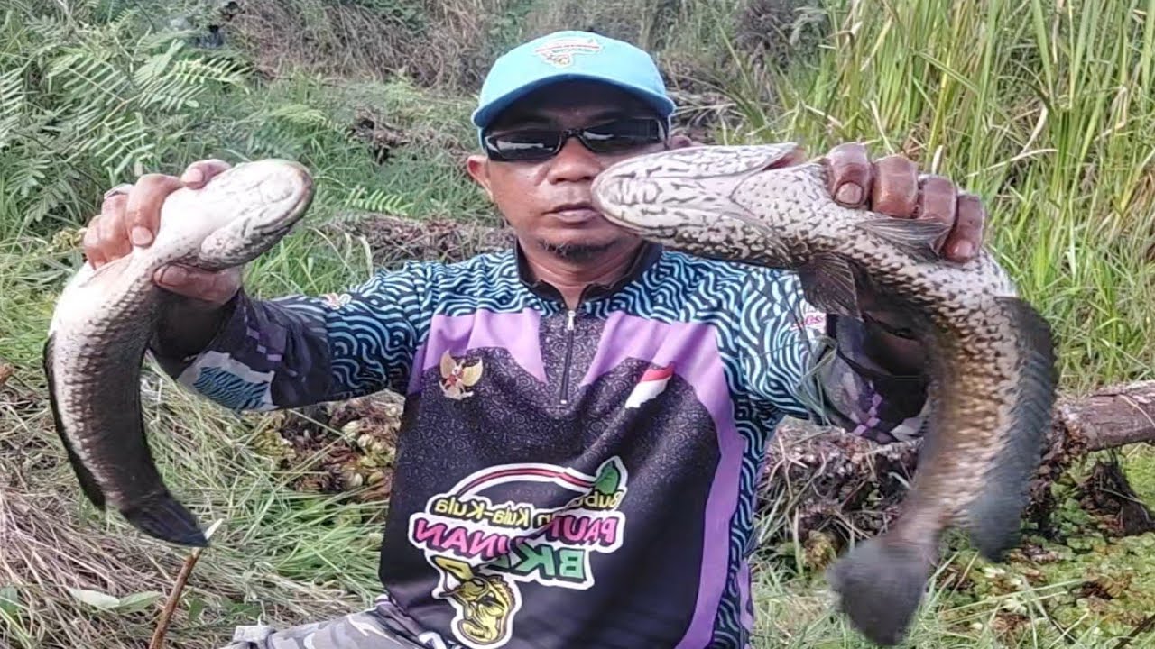 MANCING GABUS TERBARU,SPOT HAYAK BAMARA KAL-SEL - YouTube