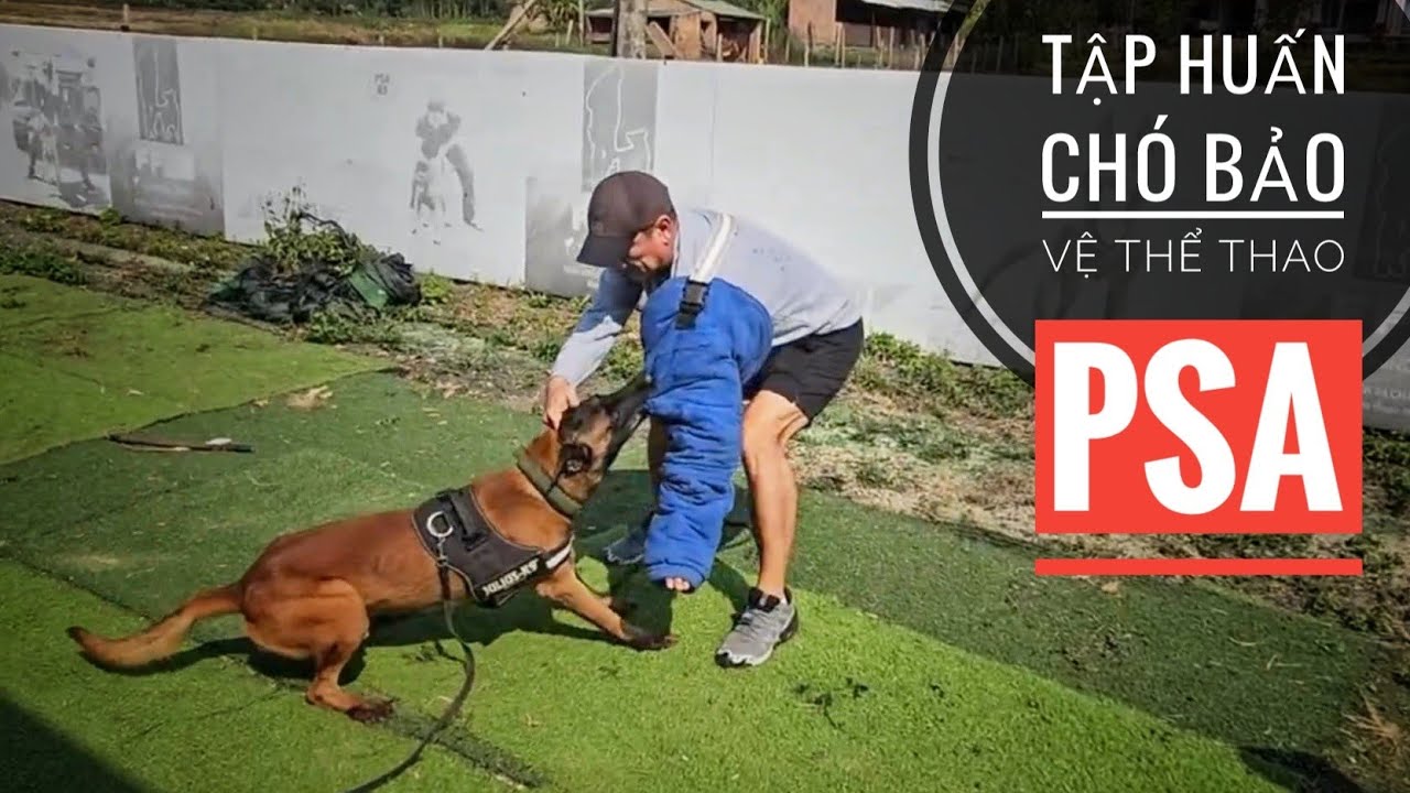 P1: Tập Huấn - Chó Thể Thao Bảo Vệ (PSA) tại Đắk Lắk/ K9 Sports Dog ...
