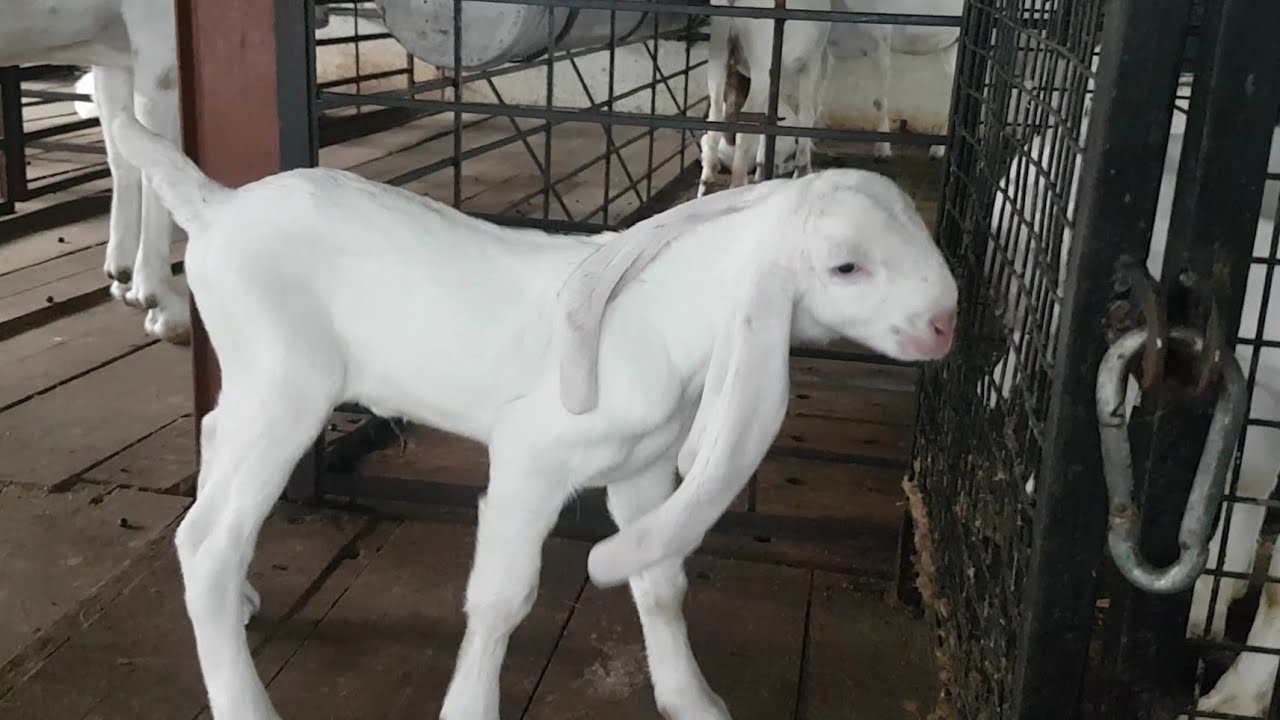 Beautiful Hyderabadi Goat At 2210 Goat Farm. - YouTube