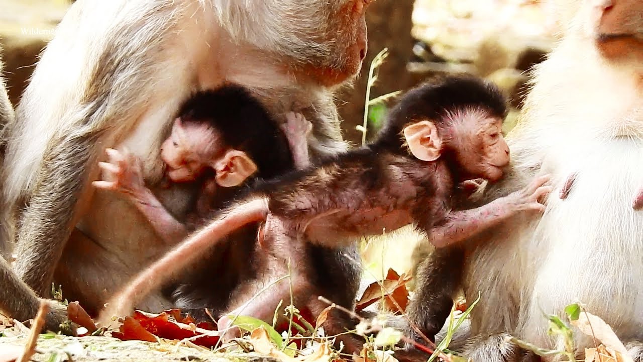 Oooh My God So Cute Baby Newborn Dax And Jayden, Lovely Baby Monkeys ...