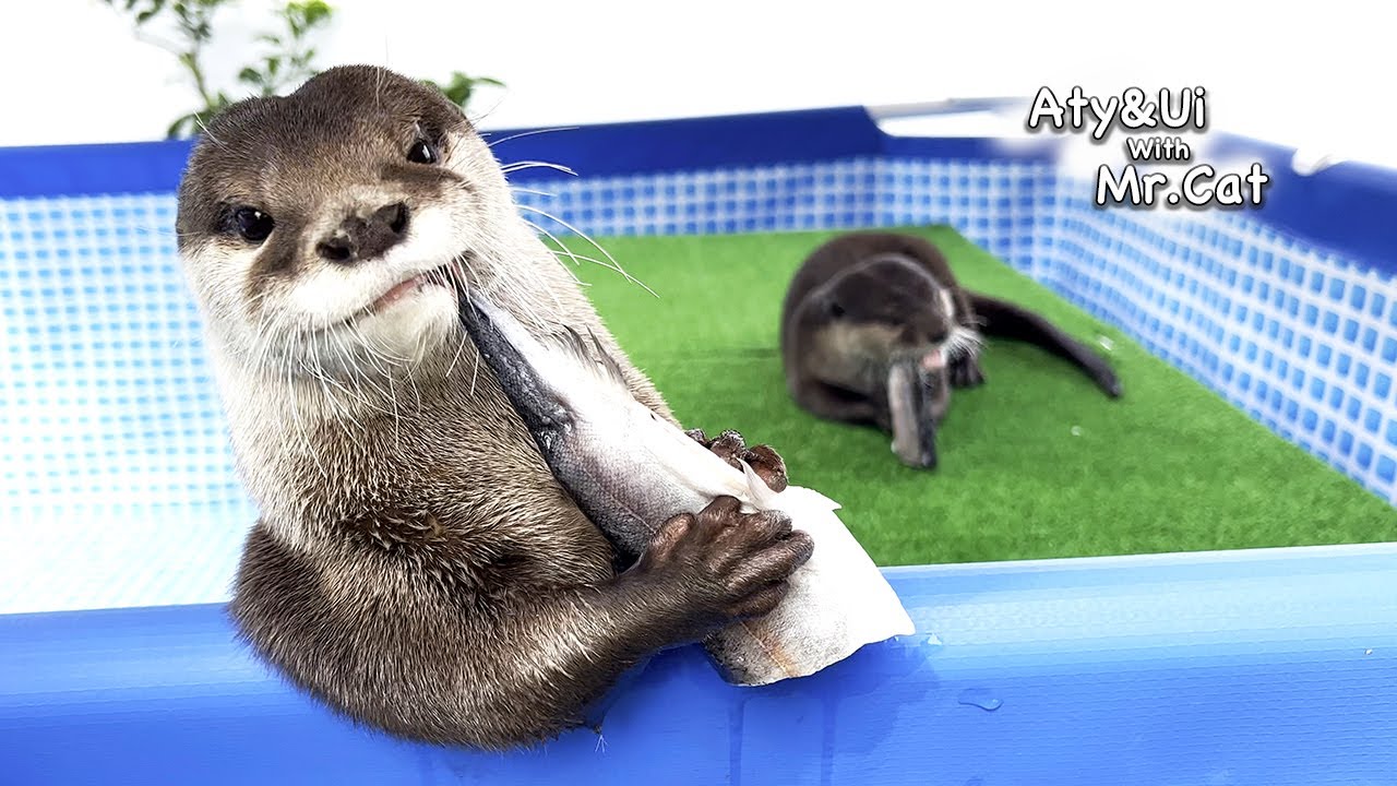 Lovely otters eating seafood [Otter Life Day 748] - YouTube