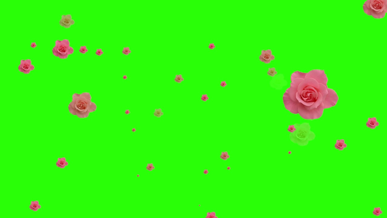 Rose Flower Falling Chroma Video | Green Screen Footage - YouTube