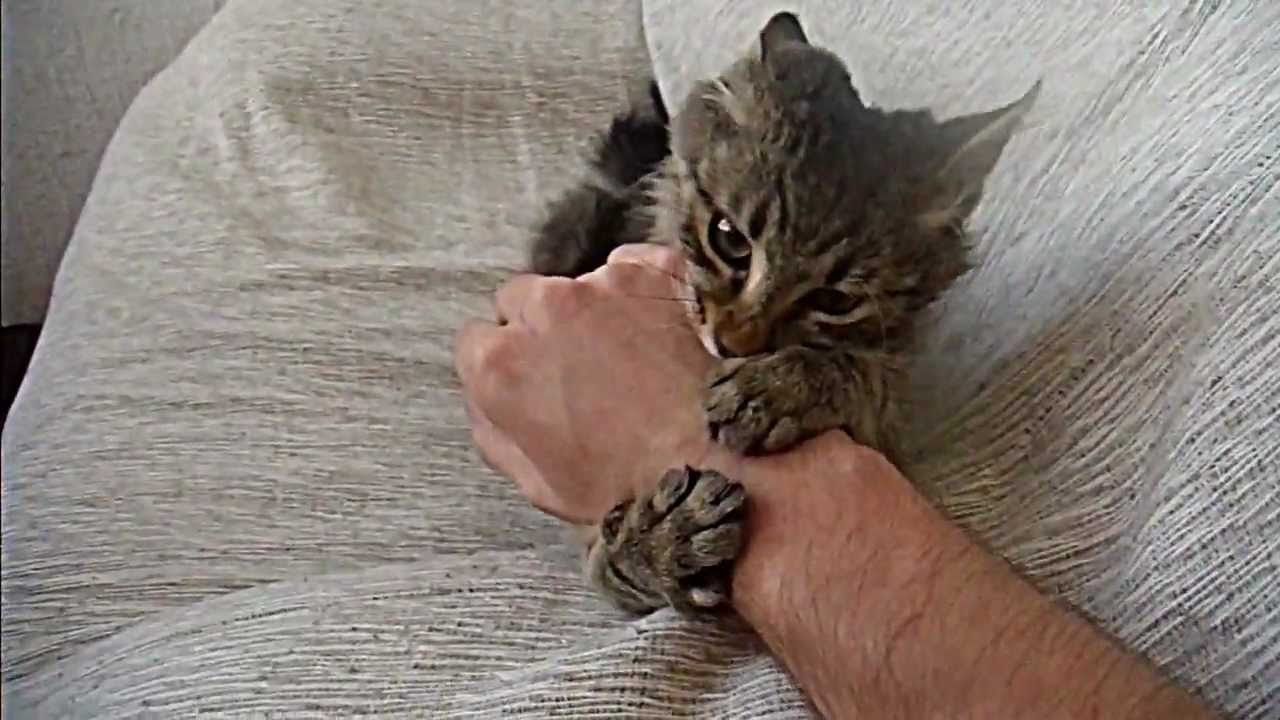 Warrior Cat Fighting a Hand - YouTube