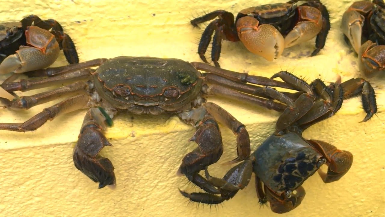 Close-up of river crab/Clams crawl on land/Eight-legged two-claw crab ...