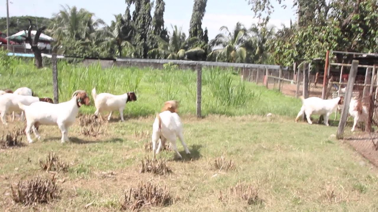 Philippine Boer Goats - Eric Goat Farm - YouTube