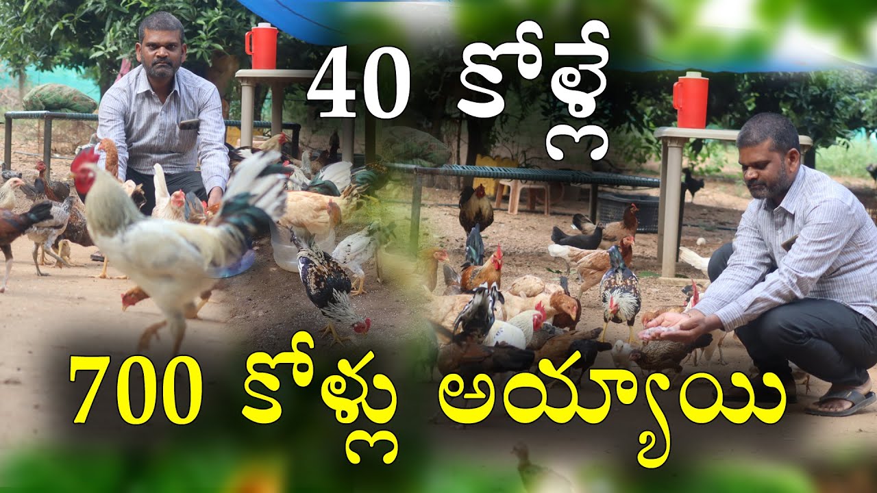 40 కోళ్లు ఇప్పుడు 700 అయ్యాయి || తోటలోనే స్వేచ్ఛగా తిరుగుతాయి ...