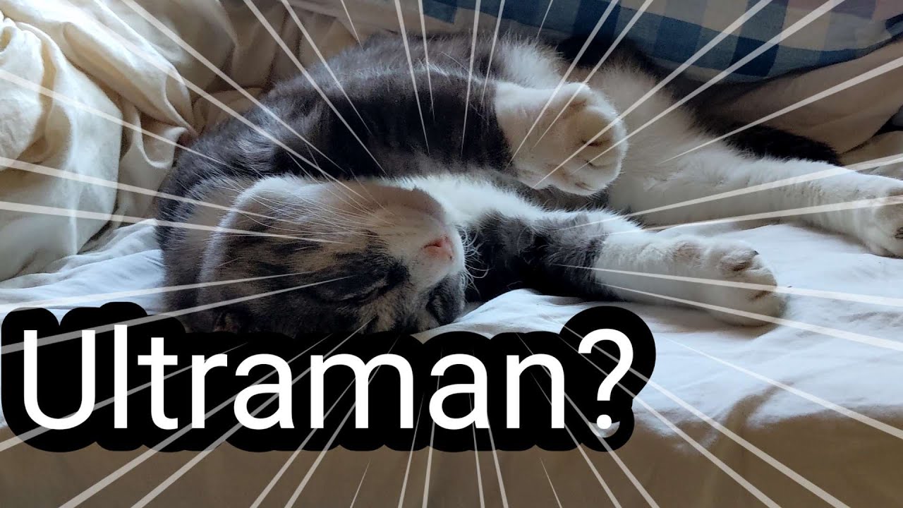 151 My cat keeps ultraman's flying pose. About mochi. - YouTube