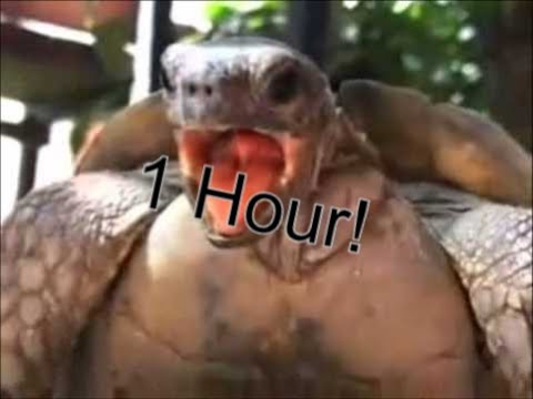 1 hour of turtle sounds
