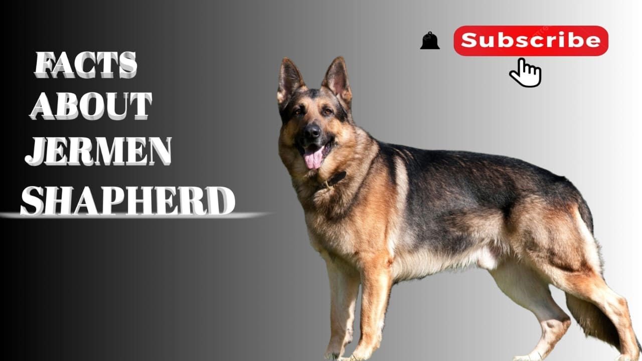 "The Ultimate Guide to German Shepherds: Training, Care, and Fun Facts" - YouTube