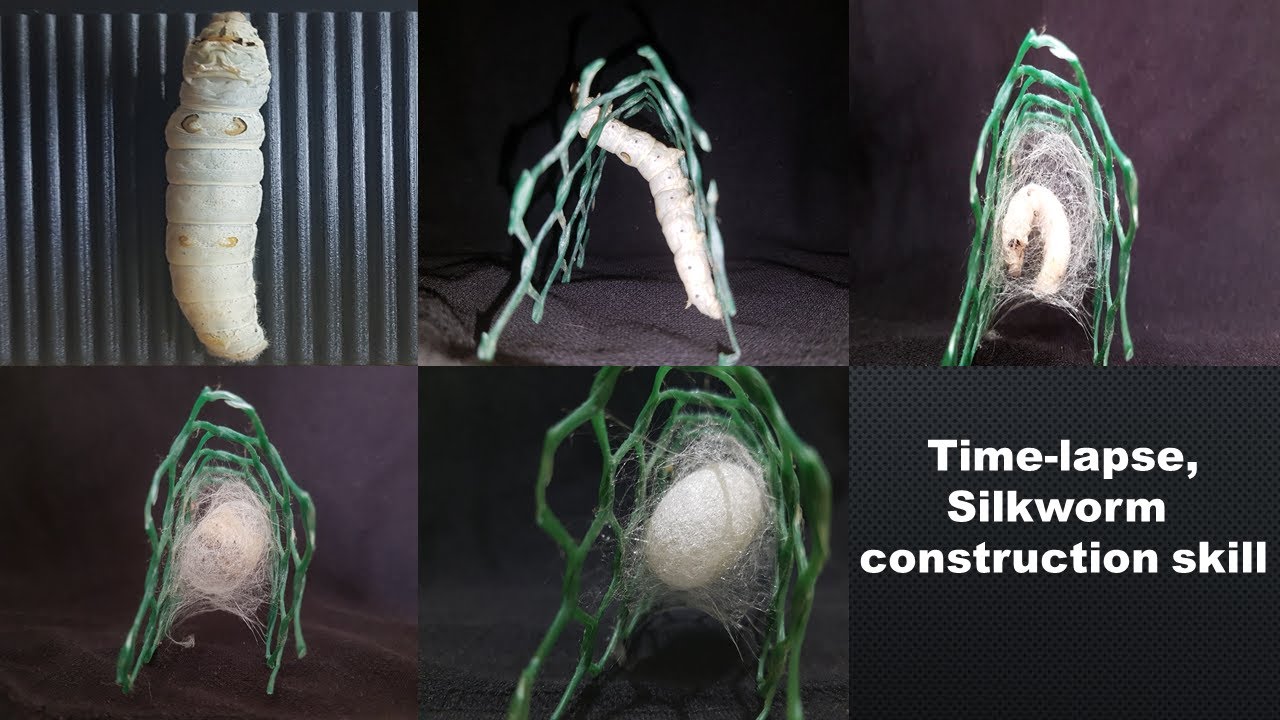 Silkworm life cycle, the nest construction | silkworm cocoon ...