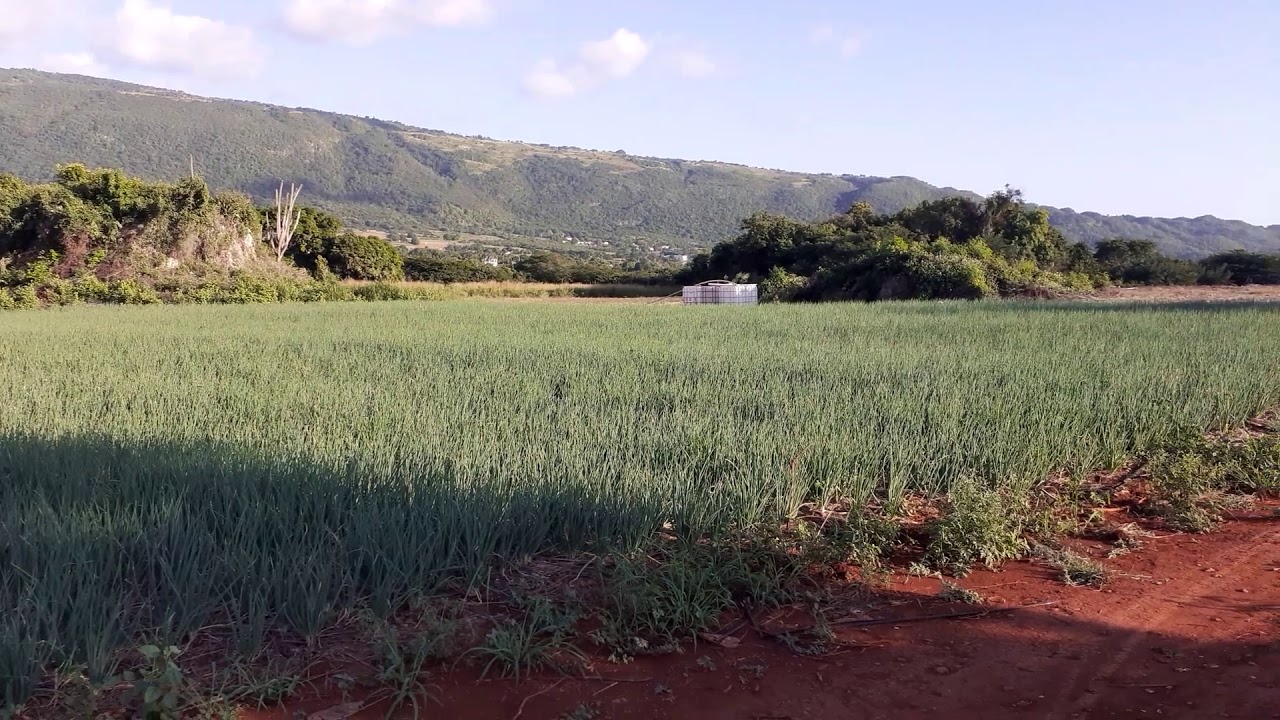 Super Green Escallion Farming in Jamaica - YouTube