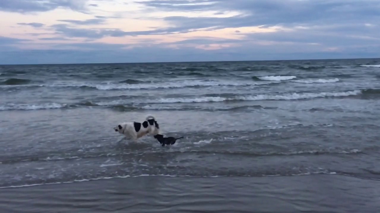 Playin fetch in the ocean - YouTube