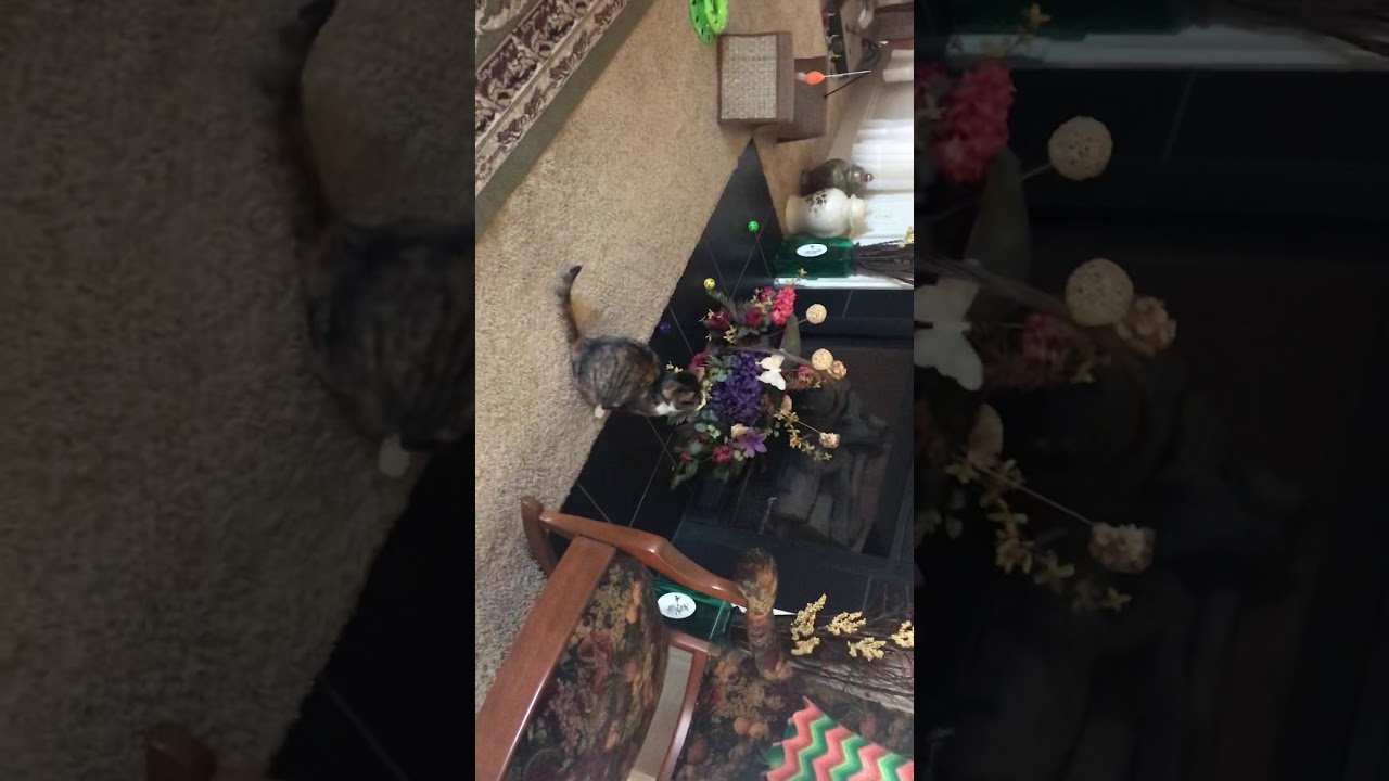 Ellie the cat - YouTube