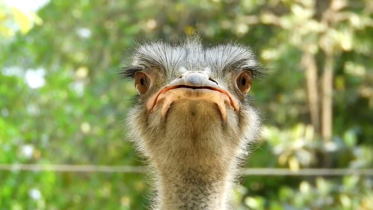 Ostrich 4K Video Animal Bird beautiful video Ostrich | New Video ...