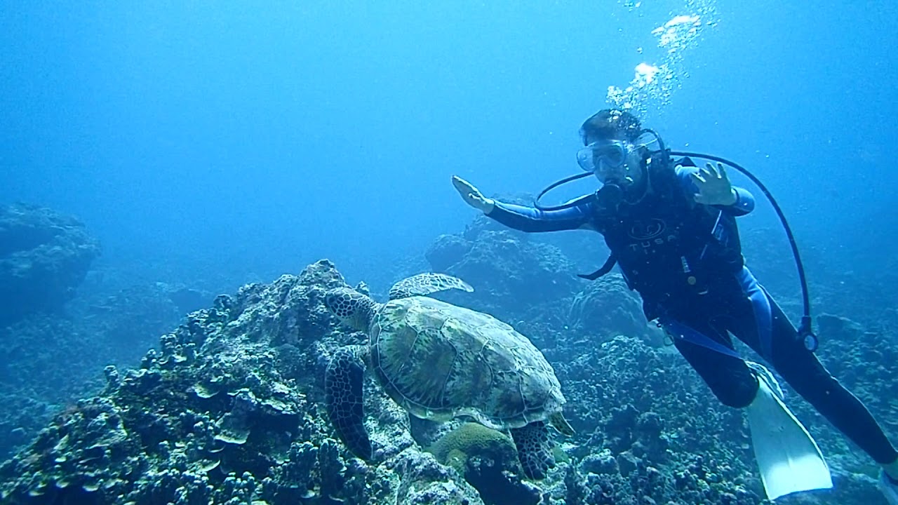 2018/3/1 Guam Turtle Intro Diving｜SUNNY DIVERS - YouTube
