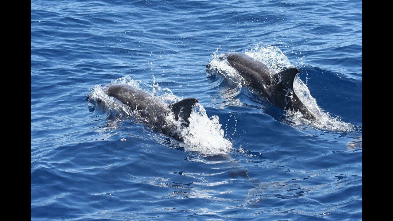 Dolphins hunting fish just after sunrise - YouTube