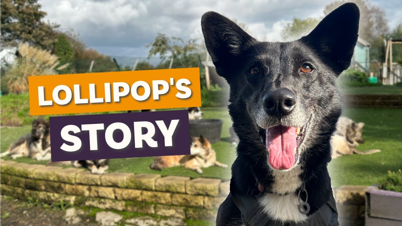 Lollipop's story | Play The Rescue Lottery by Dogs 4 Rescue - YouTube