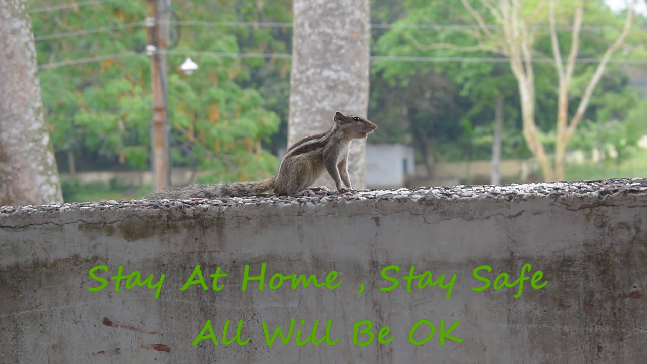 Sound squirrel early morning - YouTube