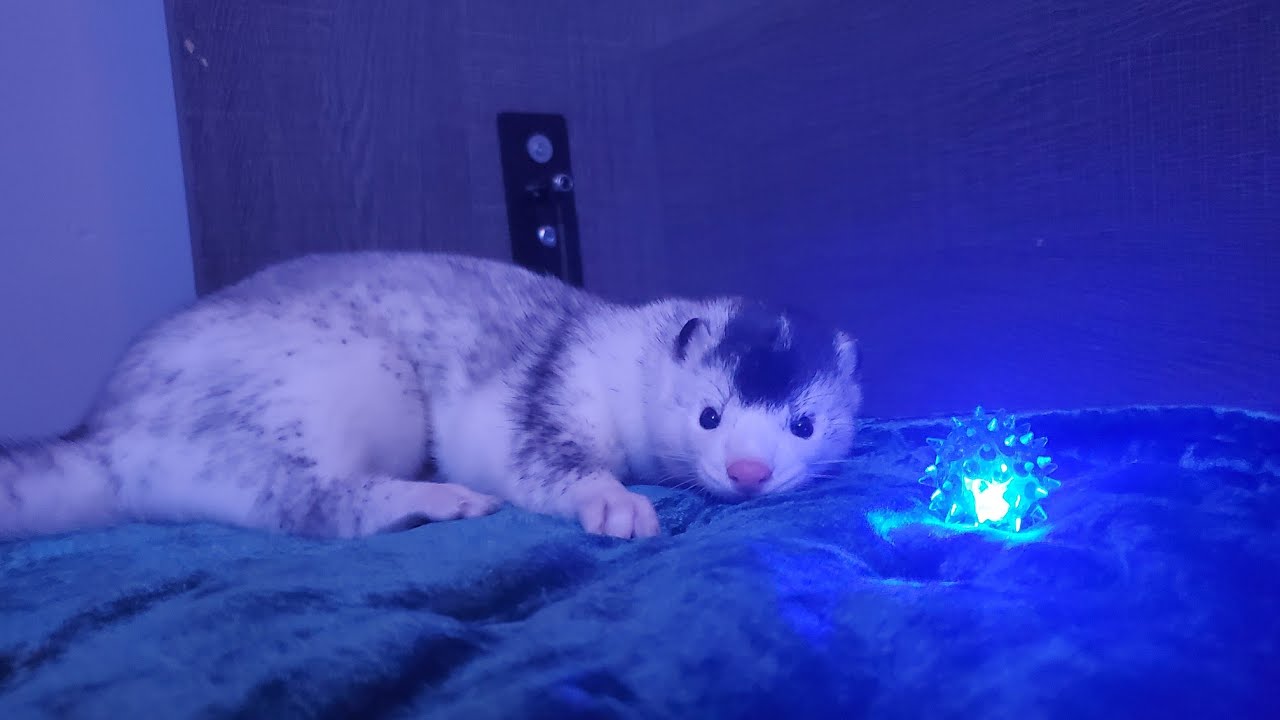 Atlas the Mink hisses when I try to touch his new toy - YouTube